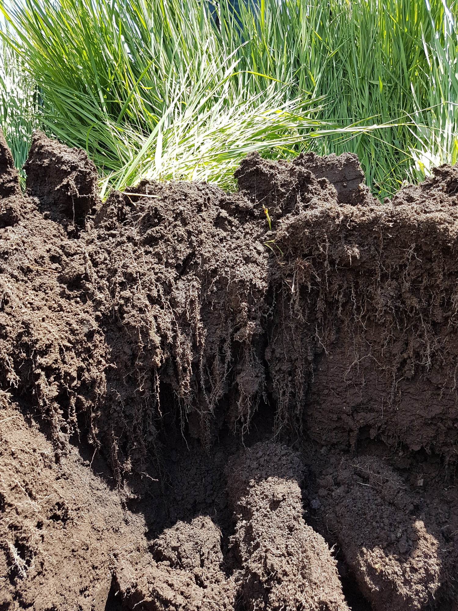 Behind "Grazing For Life" – Integrity Soils